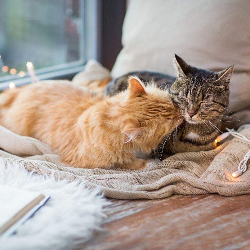 Creating a Calming Space for Deep Connection with Feng Shui – Equate ...